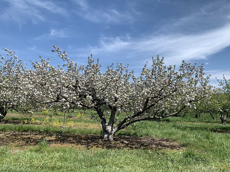 From Blossom to Harvest: Behind the Scenes of An Apple Orchard - Visit ...