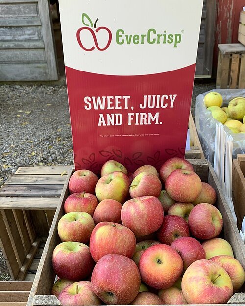From Blossom to Harvest: Behind the Scenes of An Apple Orchard - Visit ...